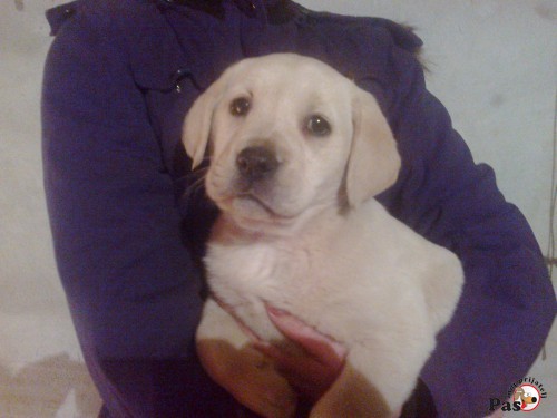LABRADOR RETRIVER