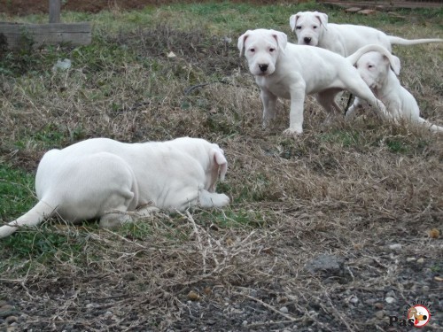 Dogo argentino