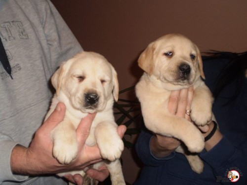 Labrador retriver