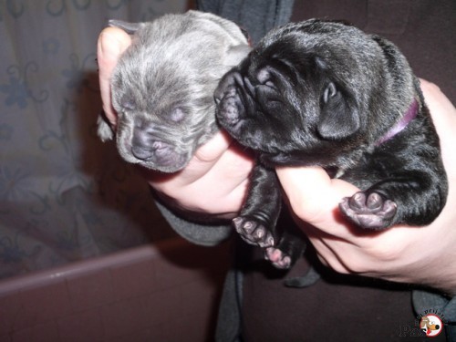 Cane Corso