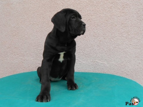 Cane Corso