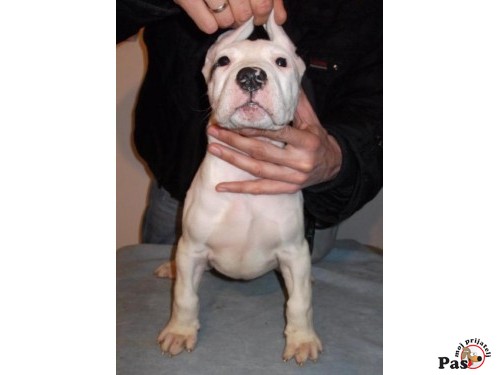 DOGO ARGENTINO