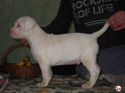 Dogo argentino