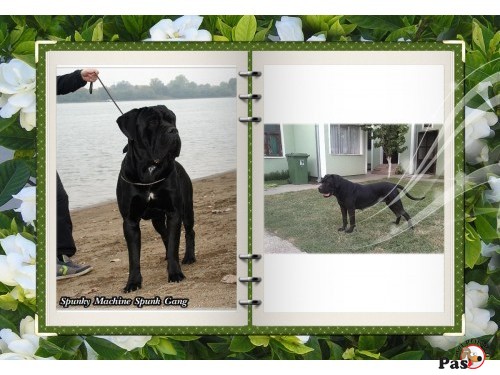 Cane Corso