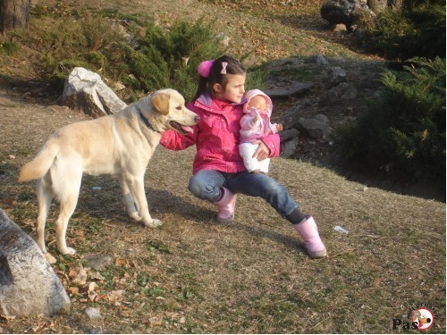 Labrador retriver