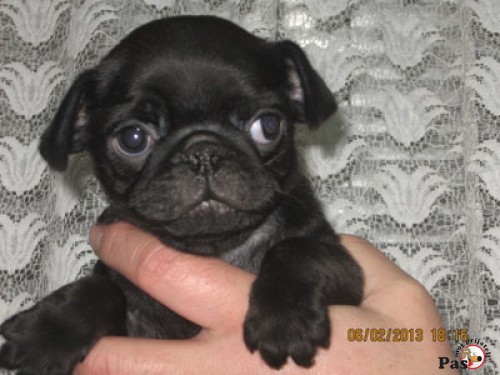 Mops