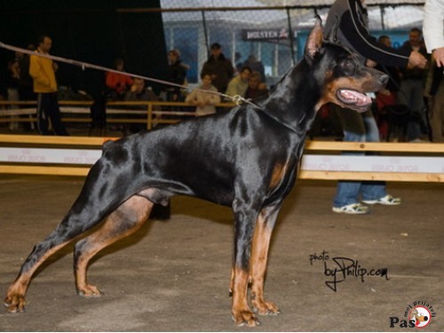 Doberman