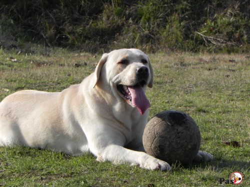 Labrador retriver