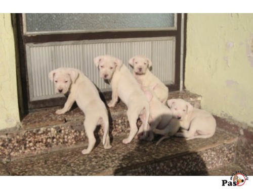 Dogo argentino