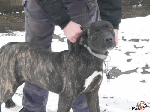 Presa de canario