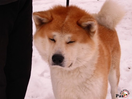 Akita Inu