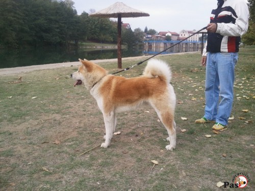 Akita Inu