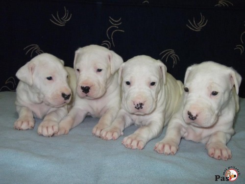 Dogo argentino