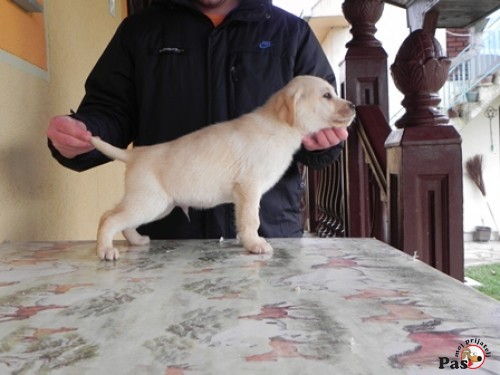 Labrador retriver