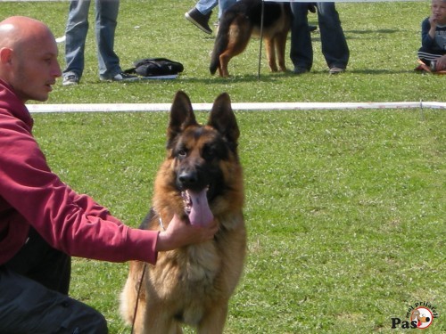 NEMAČKI OVČAR