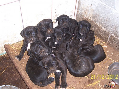 Cane Corso