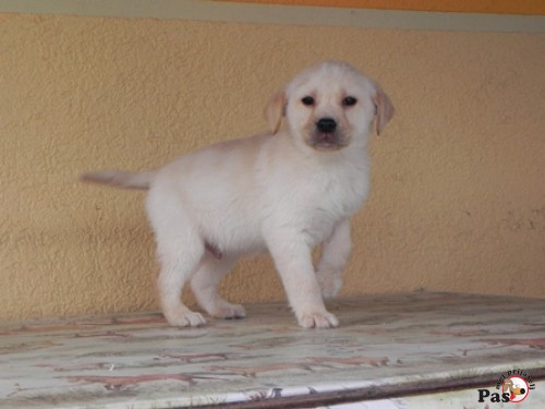 Labrador retriver