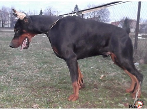 Doberman