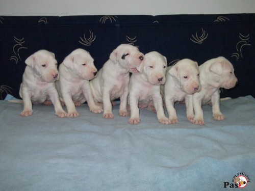 Dogo argentino