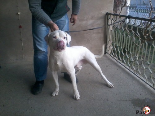 Dogo argentino