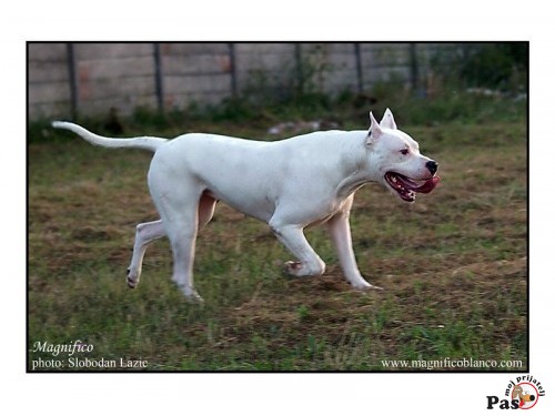 Dogo argentino