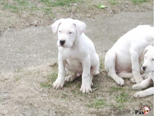 Dogo argentino