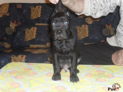 Cane Corso