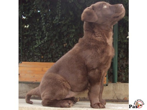 Labrador retriver