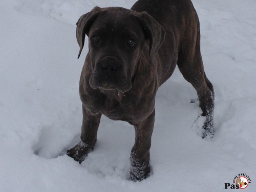 Cane Corso