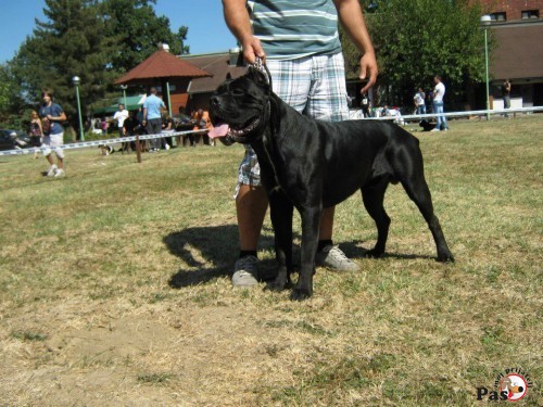 Cane Corso