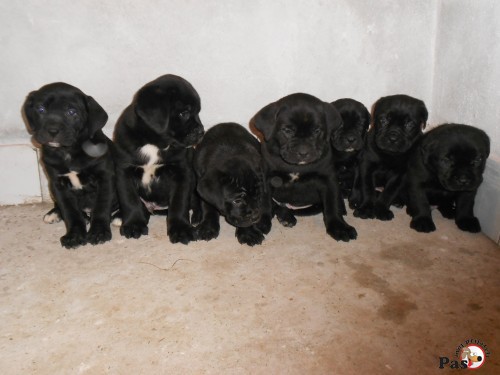 Cane Corso