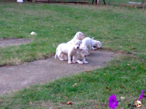 Dogo argentino