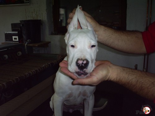 Dogo argentino