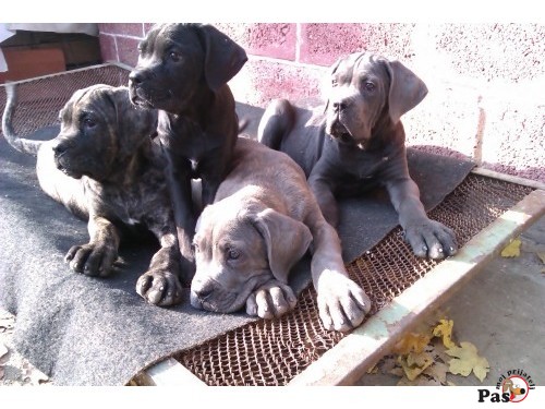 Cane Corso