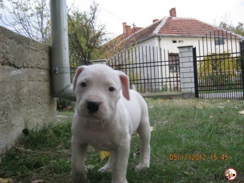 Dogo argentino