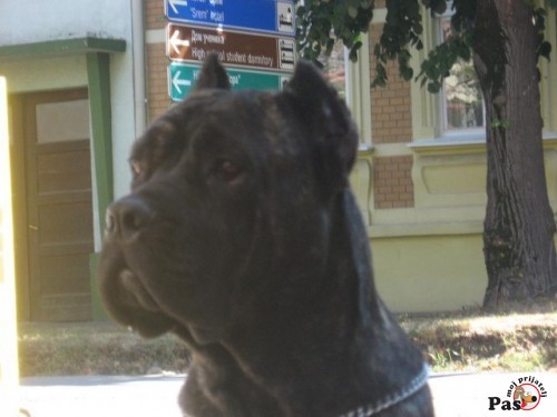 Cane Corso