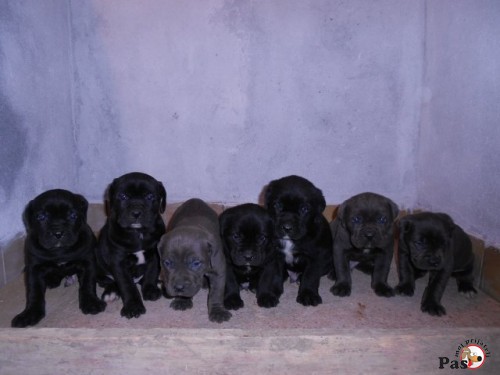CANE CORSO