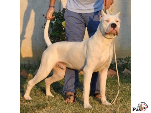 Dogo argentino