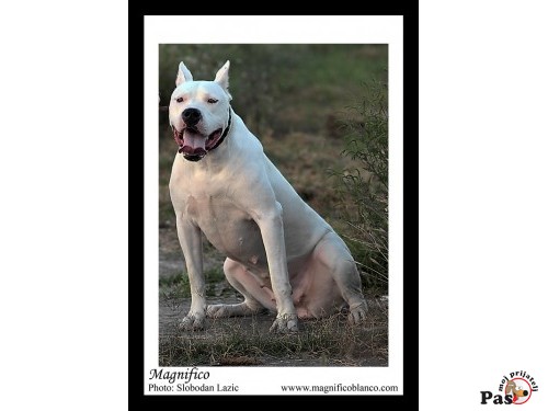 Dogo argentino
