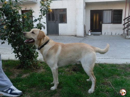 Labrador retriver