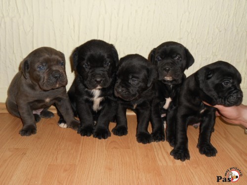 Cane Corso