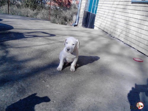 Dogo argentino