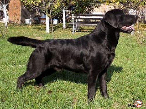 Labrador retriver