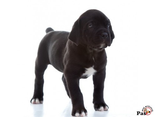 Cane Corso