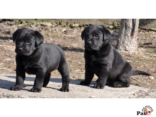 Labrador retriver