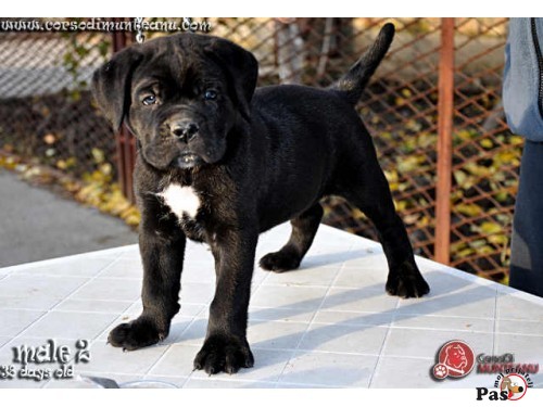 Cane Corso