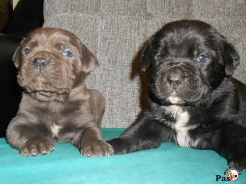 Cane Corso