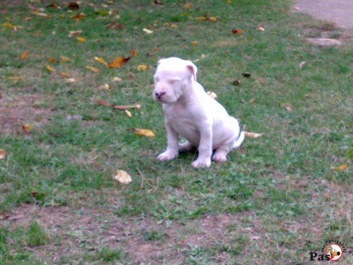 Dogo argentino