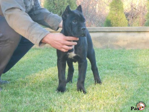 Cane Corso