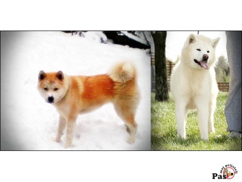 Akita Inu